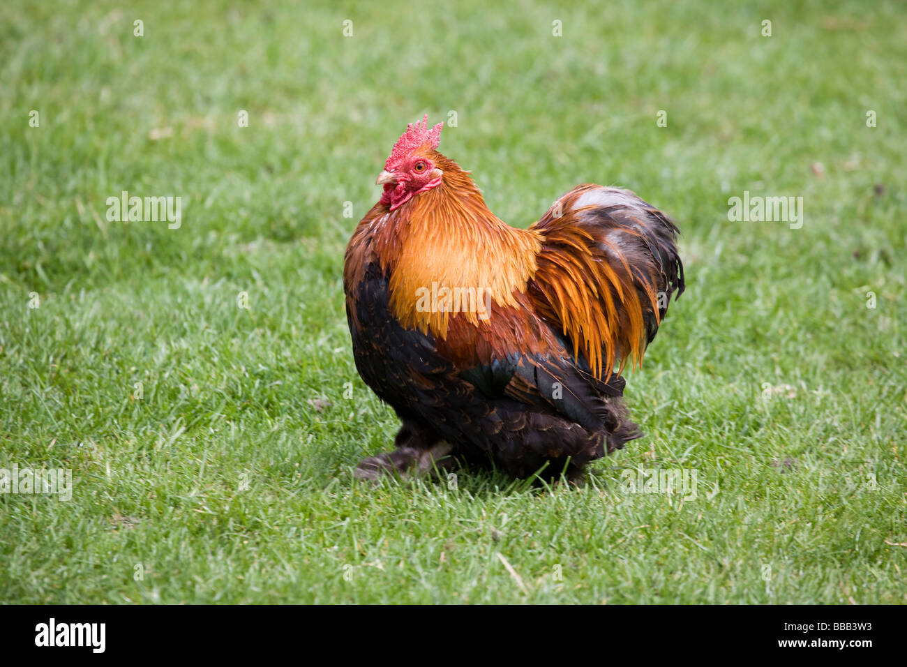 Razze bantam immagini e fotografie stock ad alta risoluzione - Alamy
