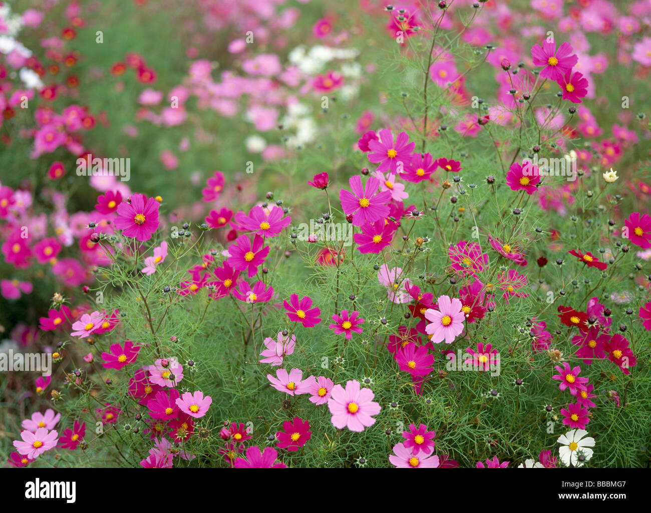 Cosmos flower immagini e fotografie stock ad alta risoluzione - Alamy