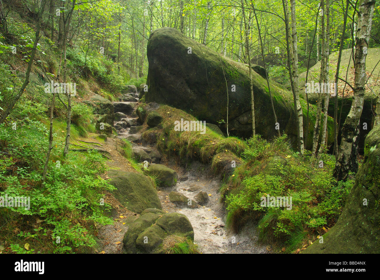 Berg hochwald immagini e fotografie stock ad alta risoluzione - Alamy
