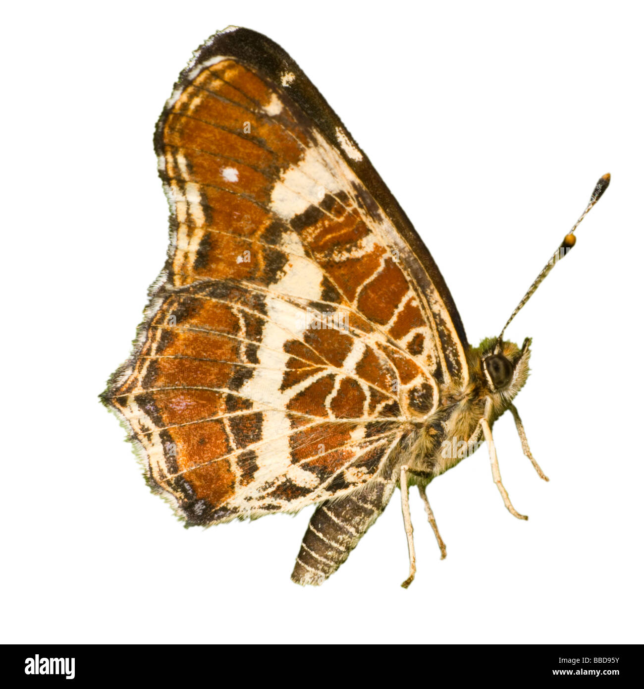 Farfalla mappa d'estate Immagini senza sfondo e Foto Stock ritagliate ...