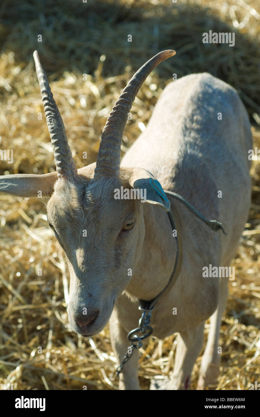 Capra incatenata immagini e fotografie stock ad alta risoluzione - Alamy
