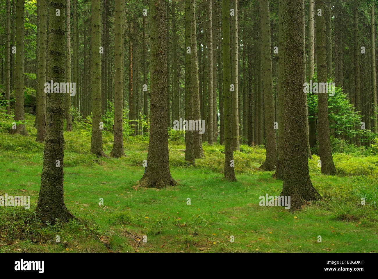 Berg hochwald immagini e fotografie stock ad alta risoluzione - Alamy