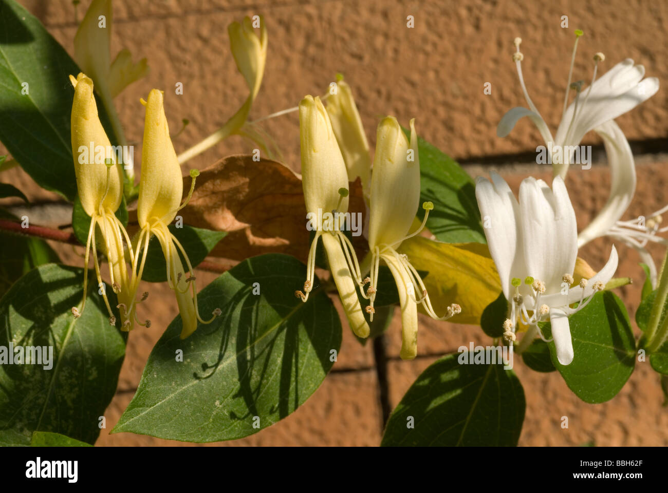 Caprifoglio giapponese lonicera japonica immagini e fotografie stock ad ...
