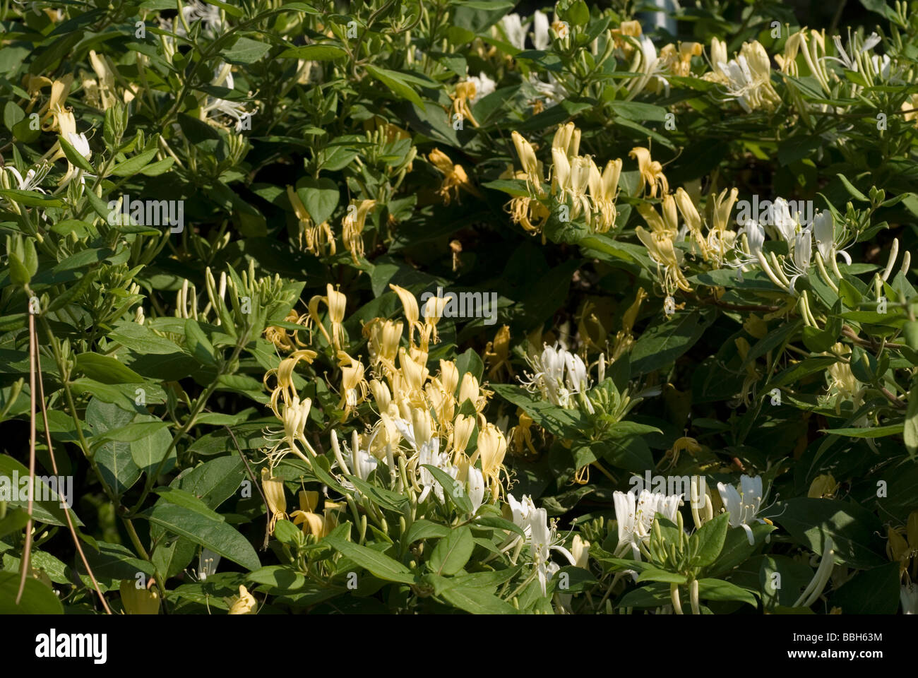 Caprifoglio giapponese lonicera japonica immagini e fotografie stock ad ...