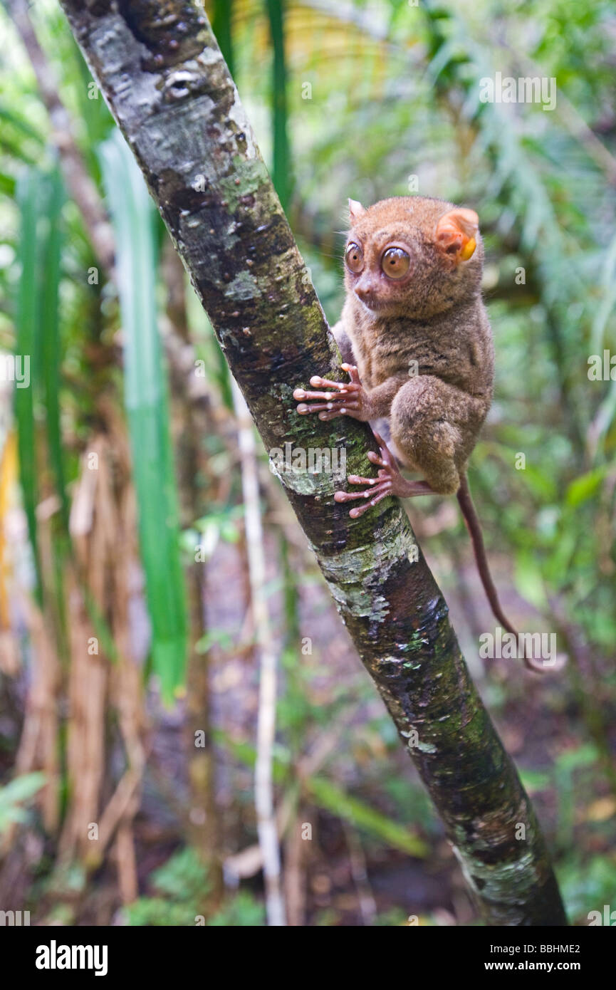 The philippines immagini e fotografie stock ad alta risoluzione - Alamy