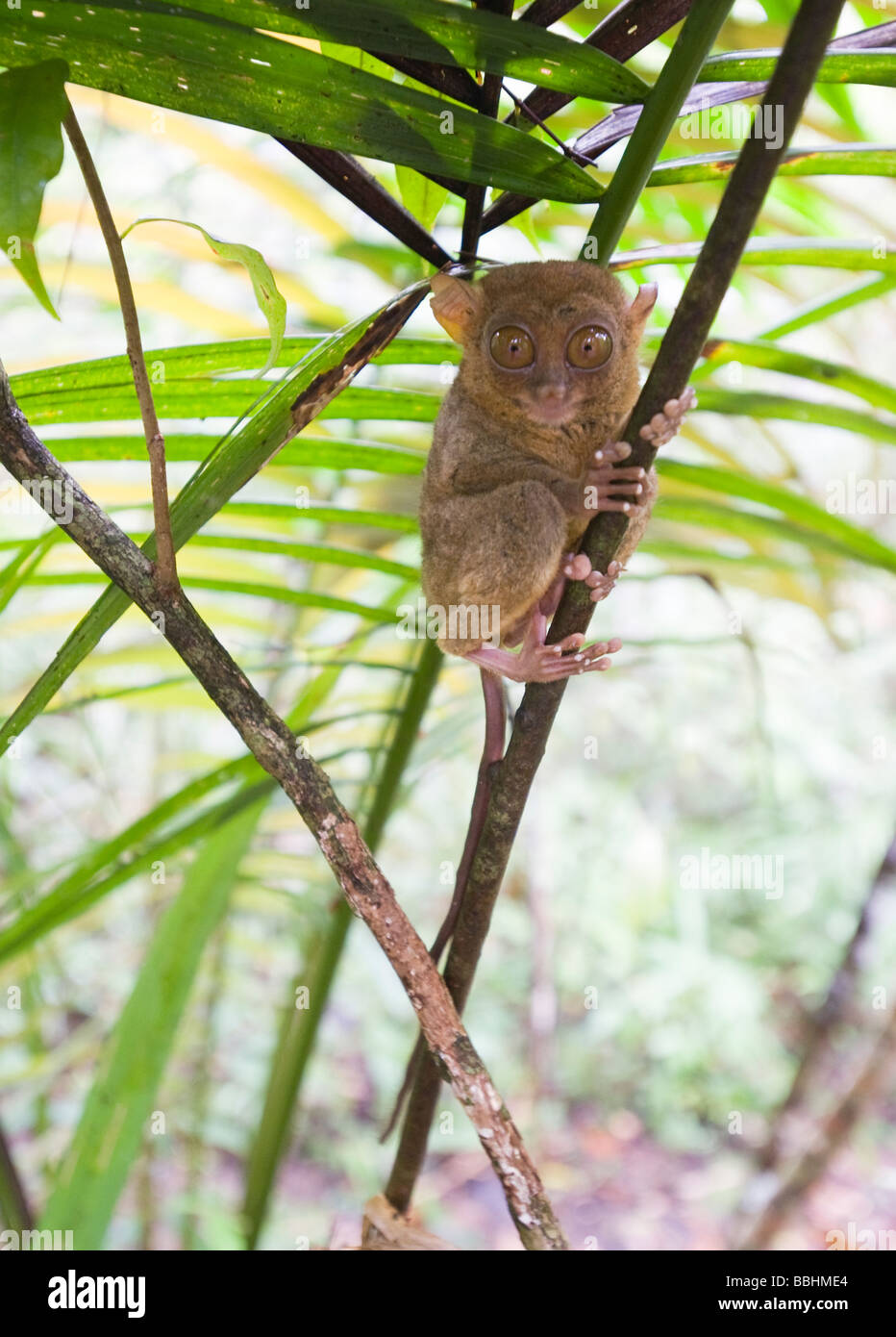 Philippine tarsier immagini e fotografie stock ad alta risoluzione - Alamy