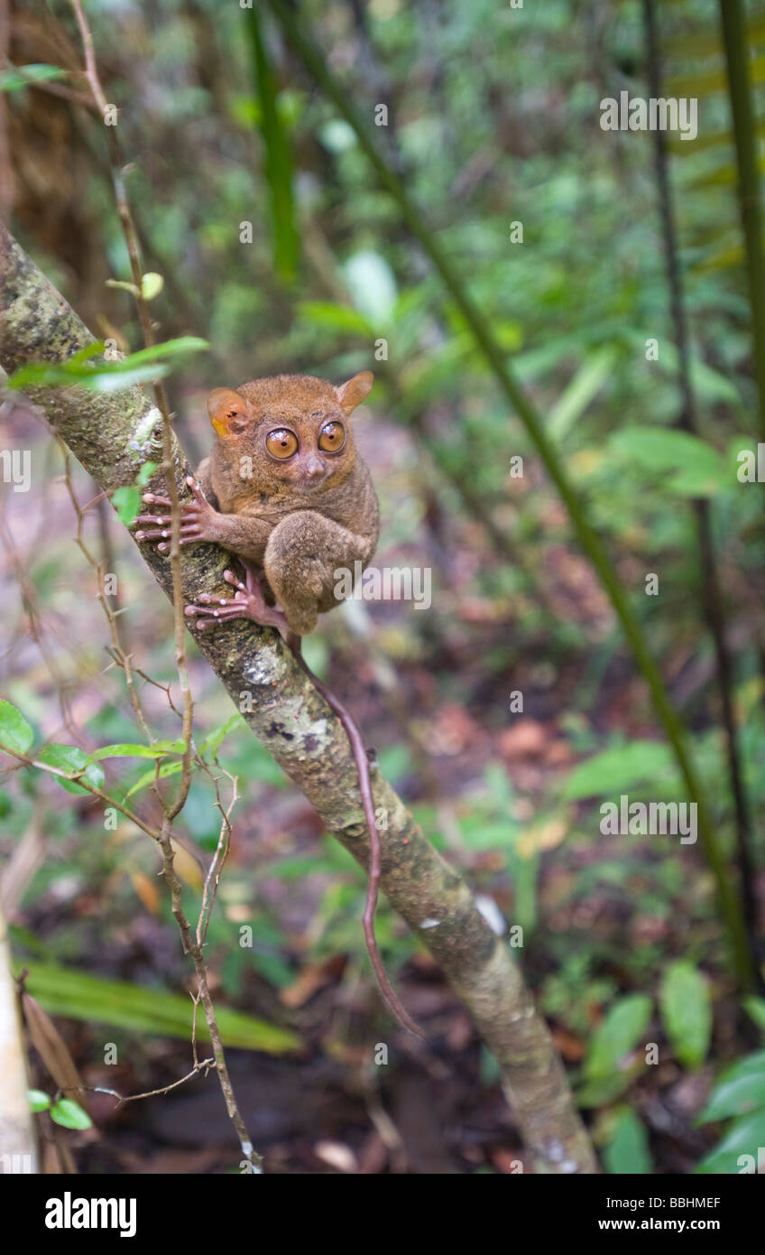 Bohol philippines immagini e fotografie stock ad alta risoluzione - Alamy