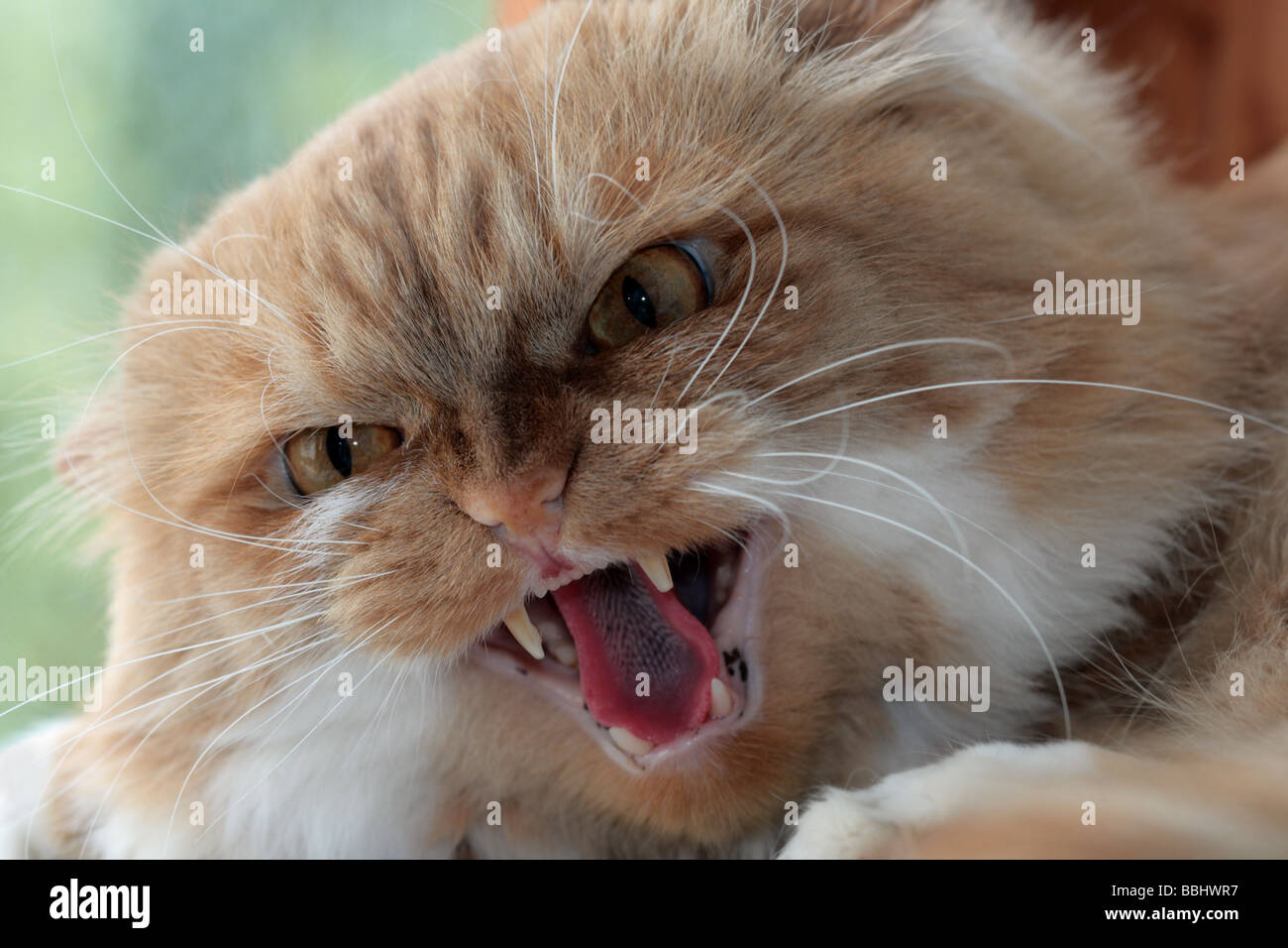Gatto aggressivo immagini e fotografie stock ad alta risoluzione - Alamy