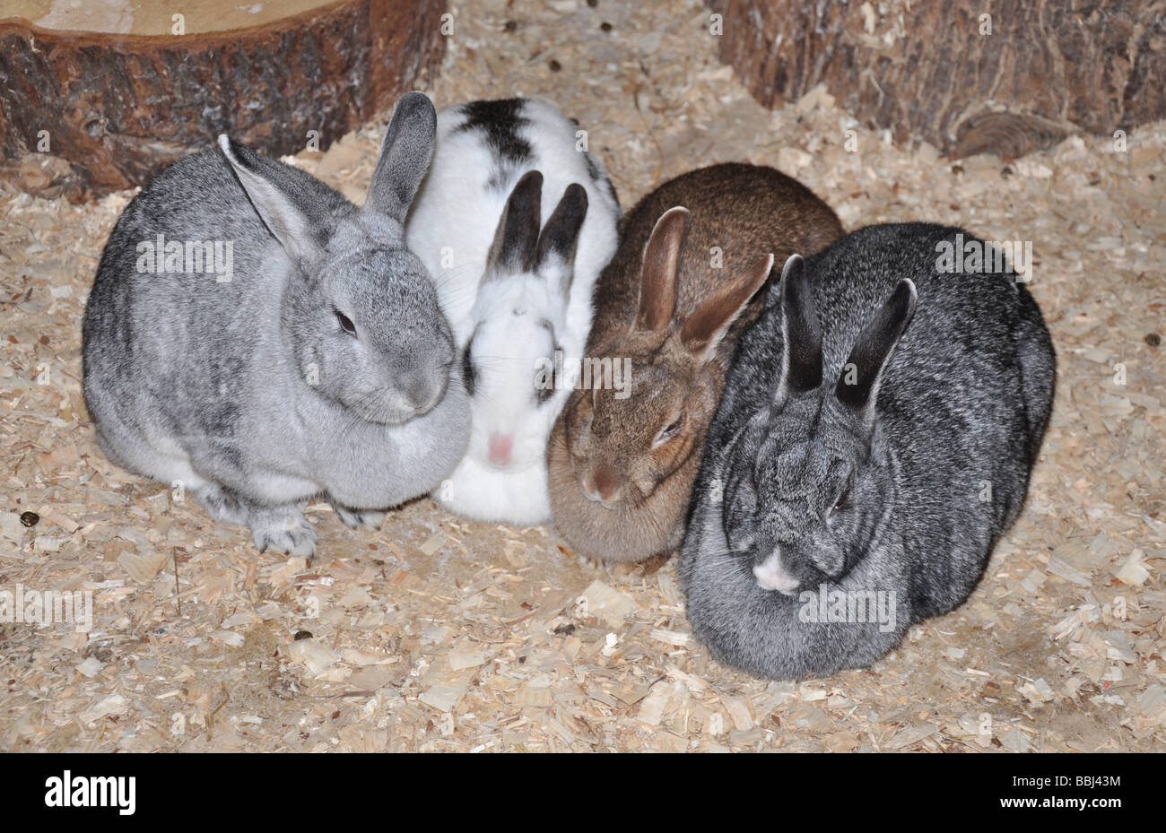 Gruppo di conigli immagini e fotografie stock ad alta risoluzione - Alamy