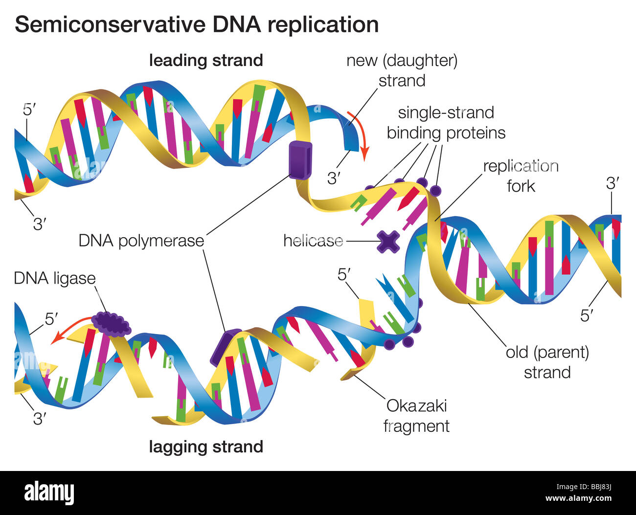 In semiconservative la replicazione del DNA di un esistente molecola di ...