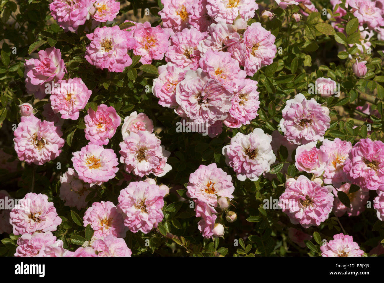 Petite pink scotch rose immagini e fotografie stock ad alta risoluzione ...