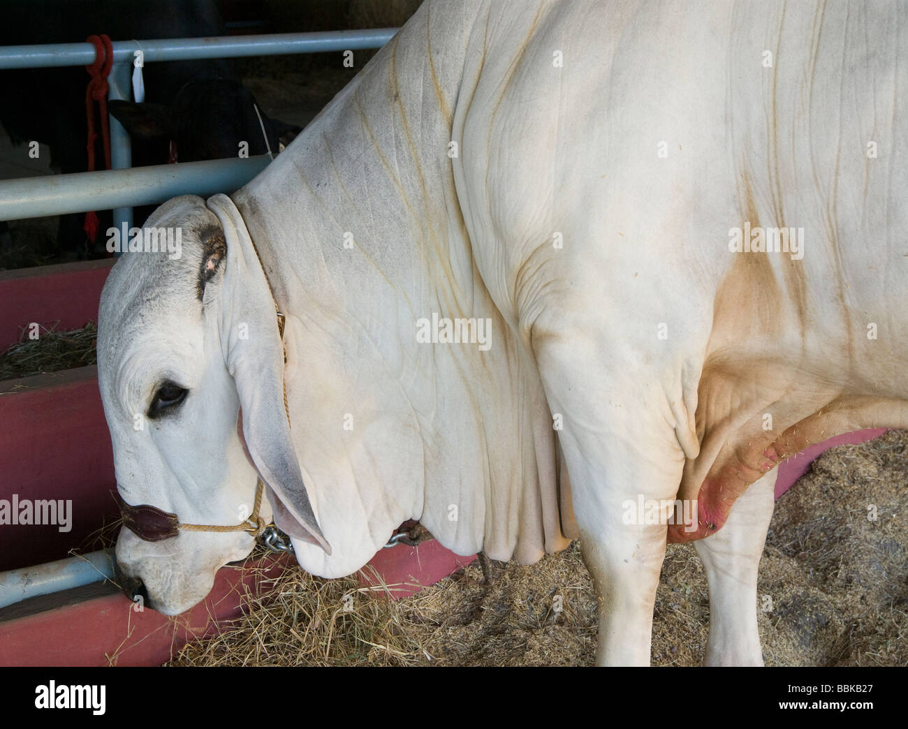 Allevamento di bestiame panama immagini e fotografie stock ad alta ...