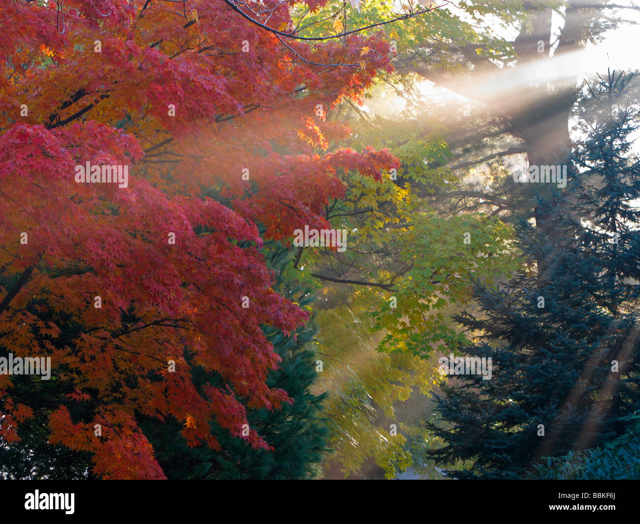 Foglie Silhouette Immagini e Fotos Stock - Alamy
