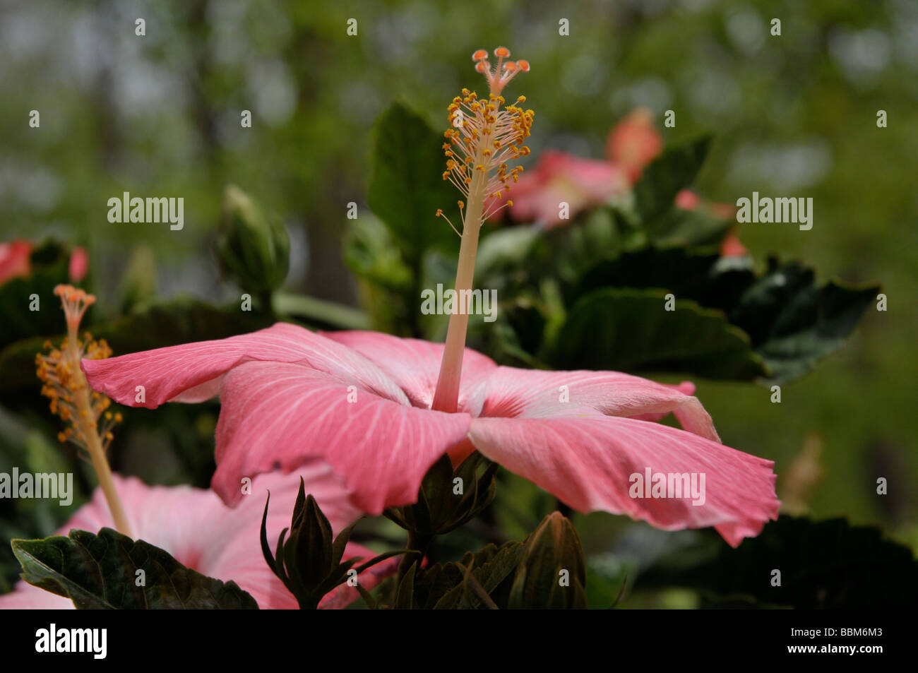 Pink hibiscus bloom immagini e fotografie stock ad alta risoluzione - Alamy