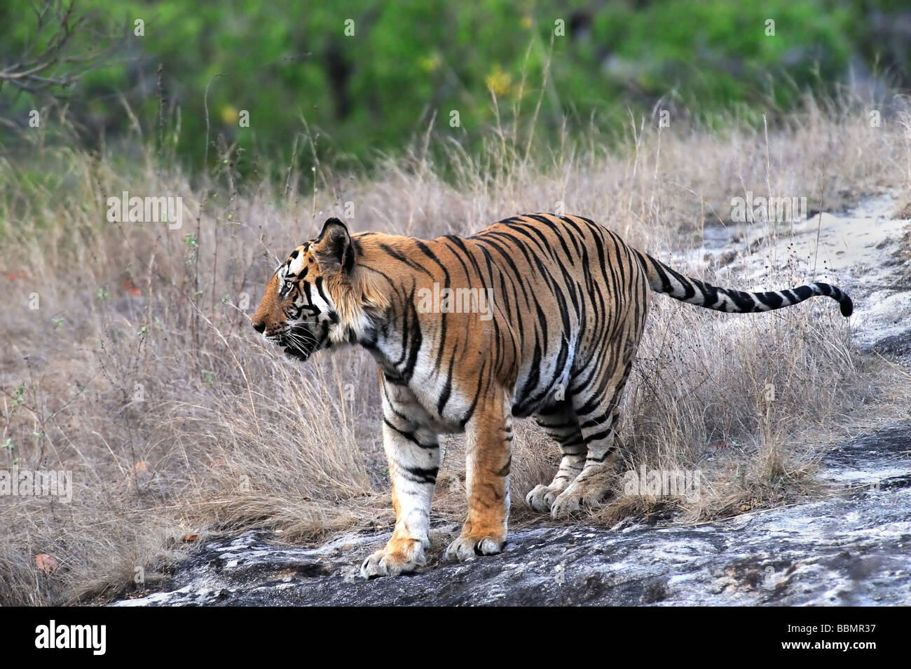 Tigre del bengala reale in bandhavgarh immagini e fotografie stock ad ...