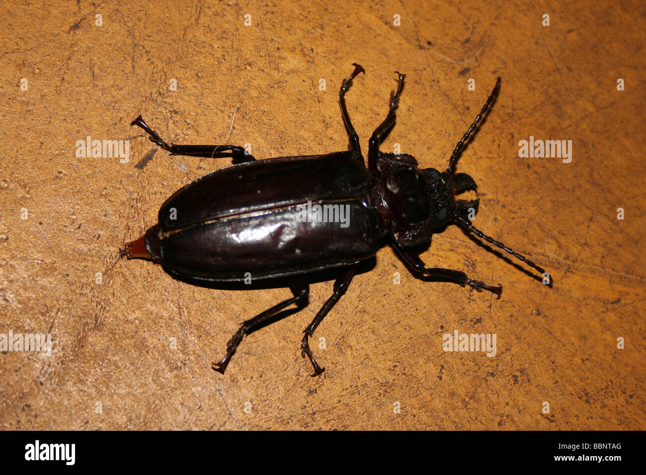 Maggiolino insetto immagini e fotografie stock ad alta risoluzione - Alamy