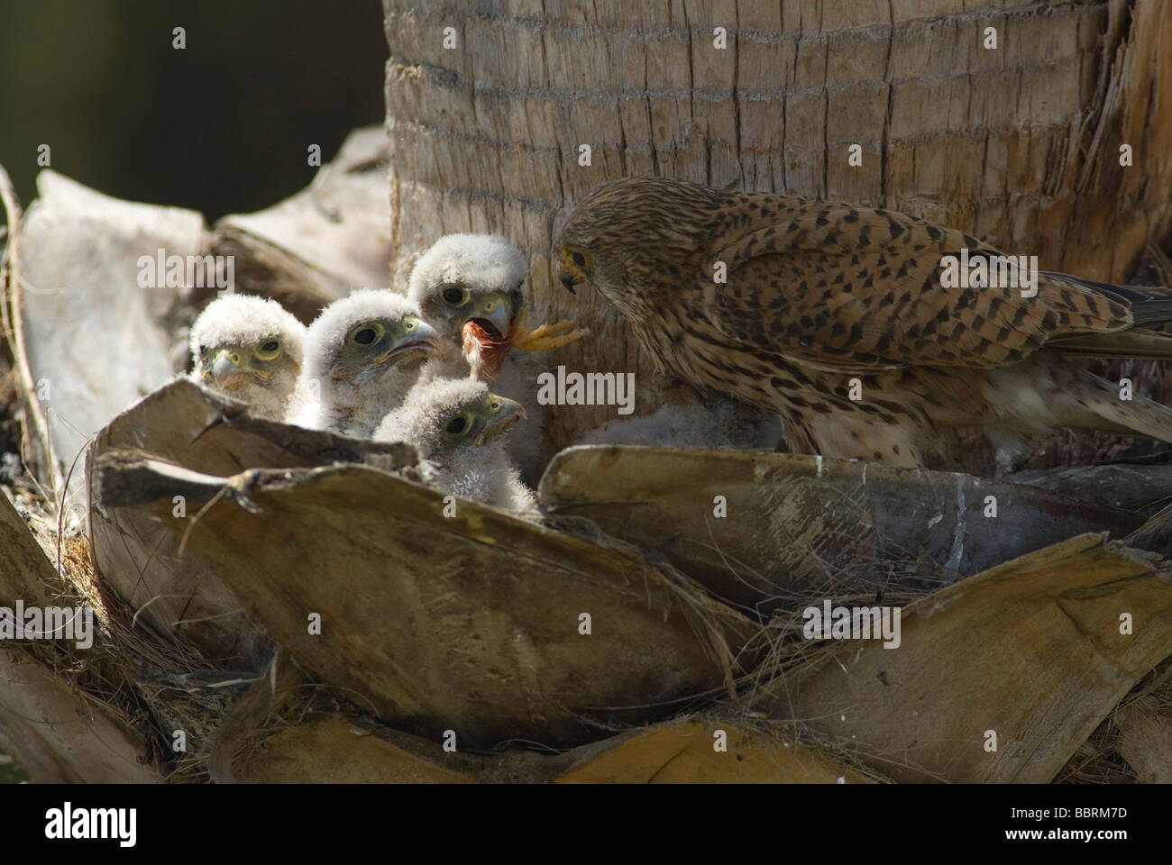 Pulcini nidificanti gheppio adulto immagini e fotografie stock ad alta ...