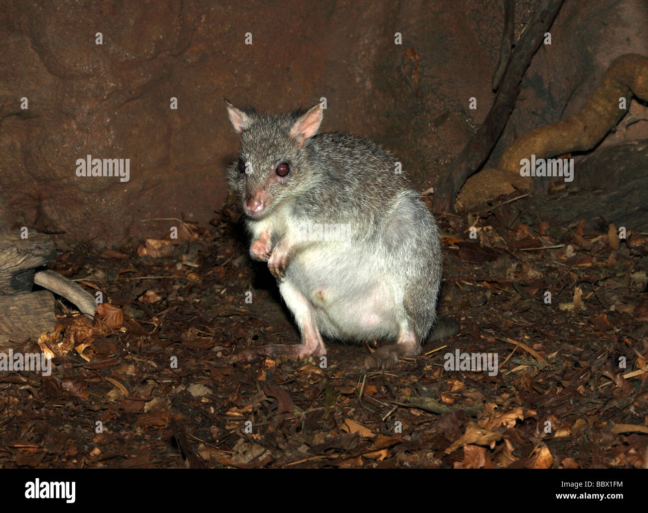 Ratto canguro di canguro immagini e fotografie stock ad alta ...