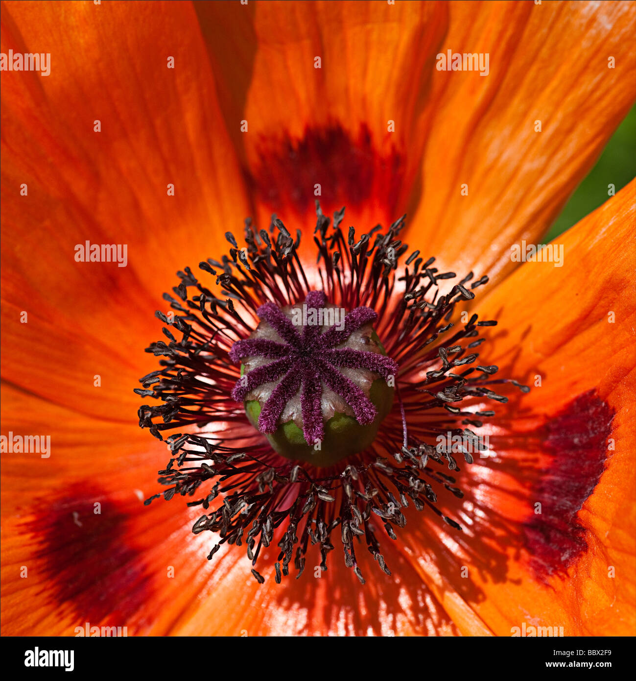 Papavero orientale immagini e fotografie stock ad alta risoluzione - Alamy