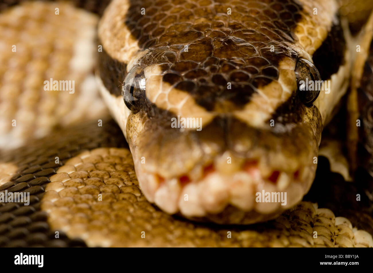 Python regius immagini e fotografie stock ad alta risoluzione - Alamy
