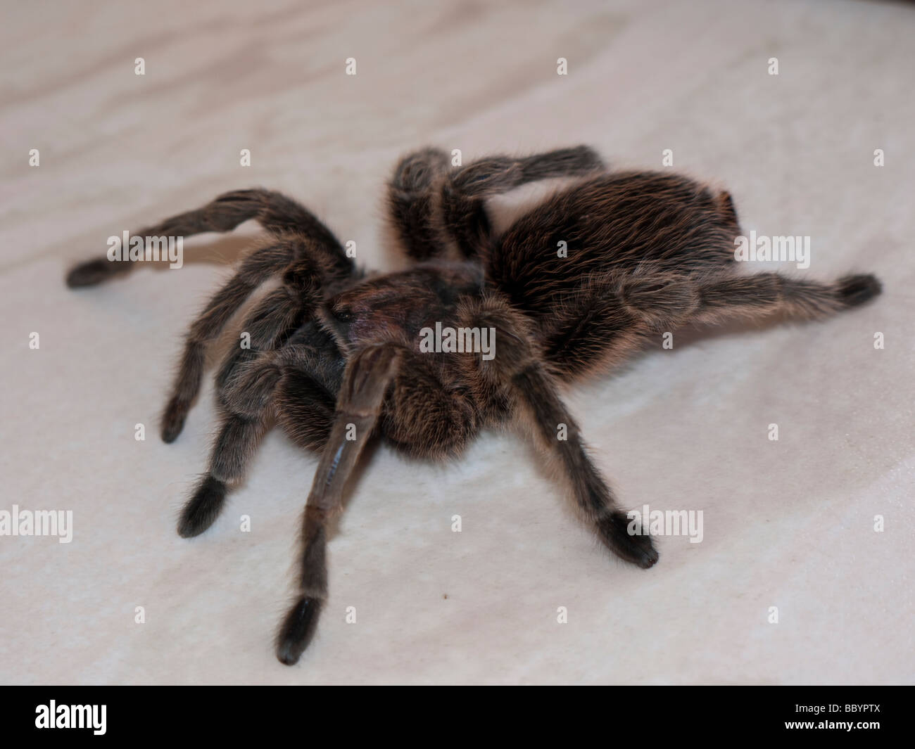 Ragno tarantola immagini e fotografie stock ad alta risoluzione - Alamy