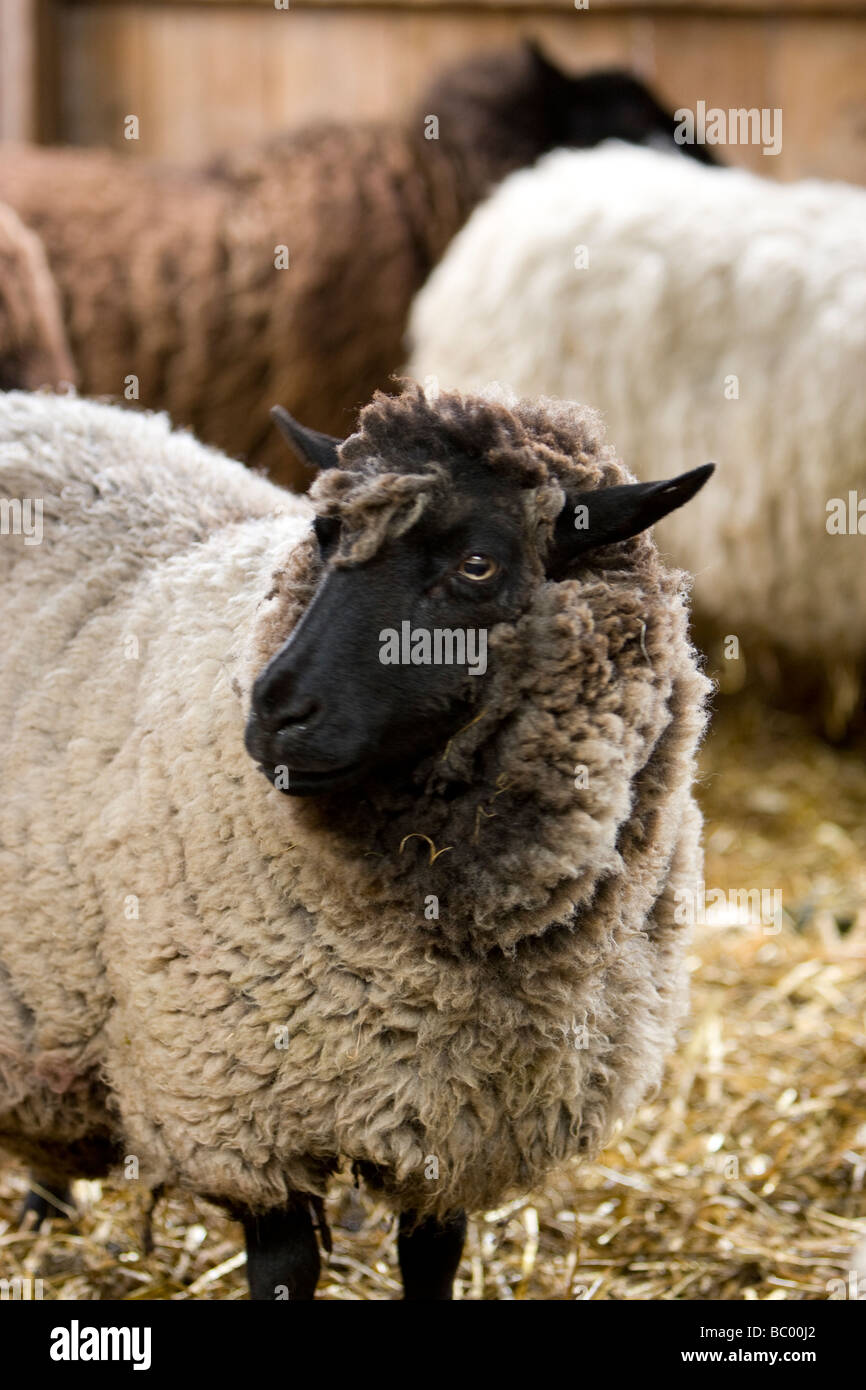 Pecore razze rare immagini e fotografie stock ad alta risoluzione - Alamy
