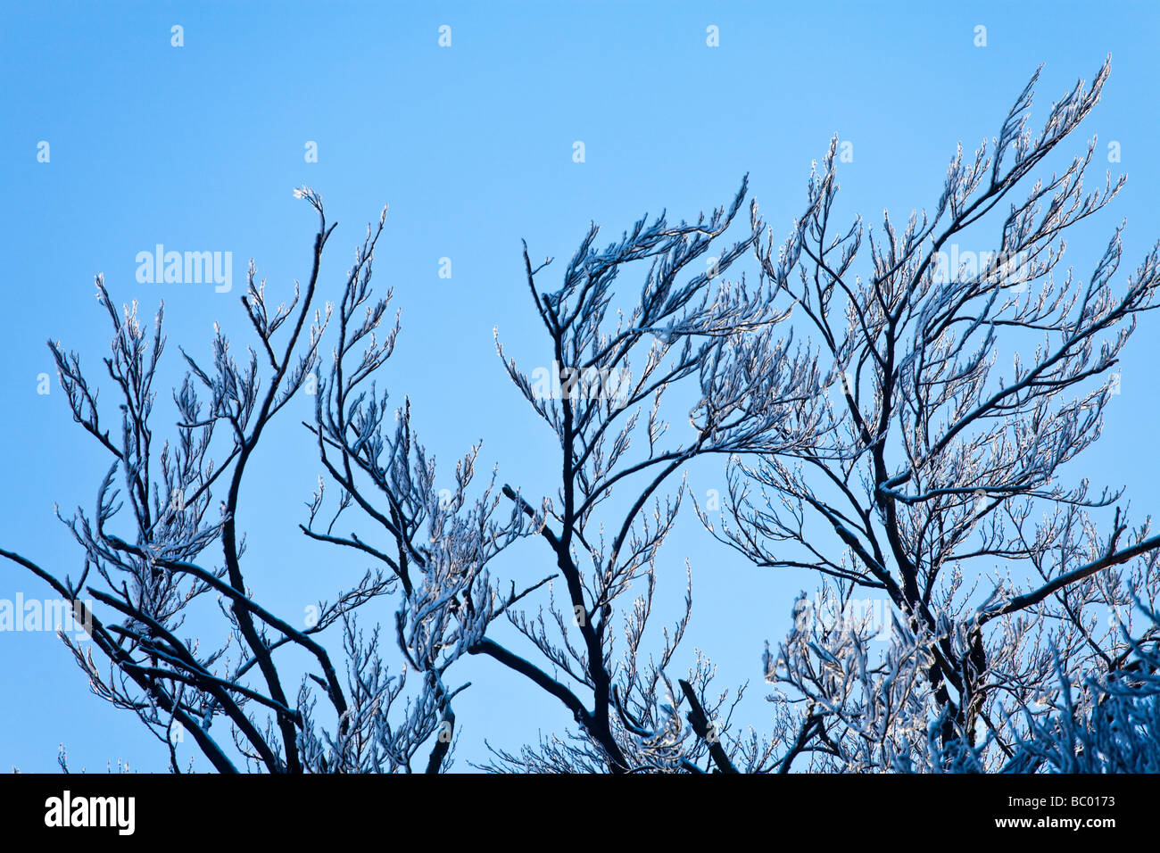 Rami su un albero immagini e fotografie stock ad alta risoluzione - Alamy