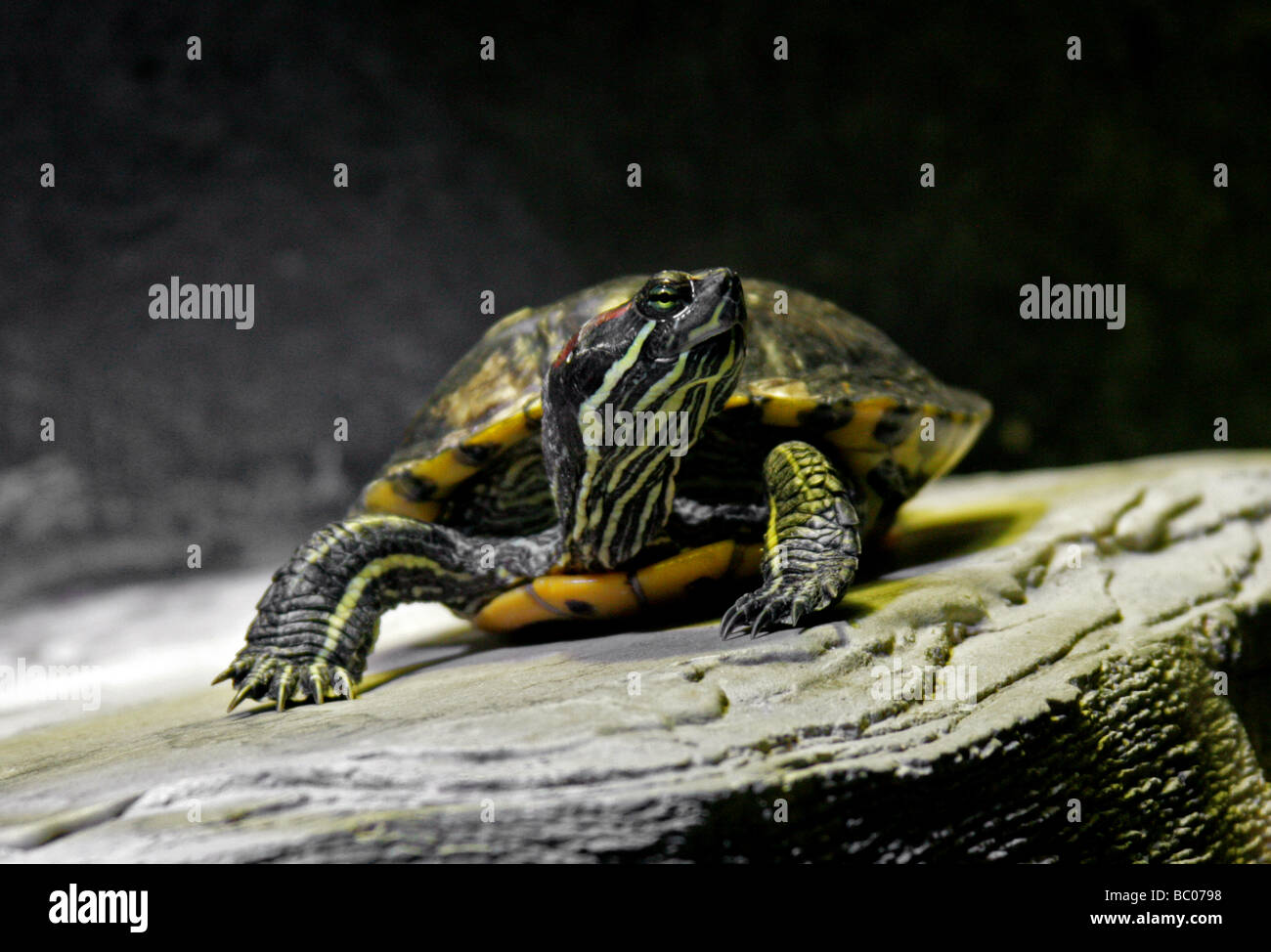 Pseudemys scripta elegans immagini e fotografie stock ad alta ...