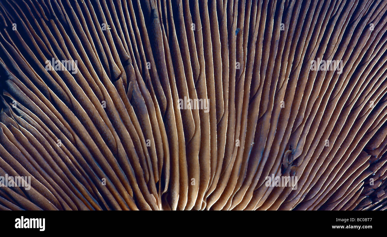 Branchie di funghi immagini e fotografie stock ad alta risoluzione - Alamy