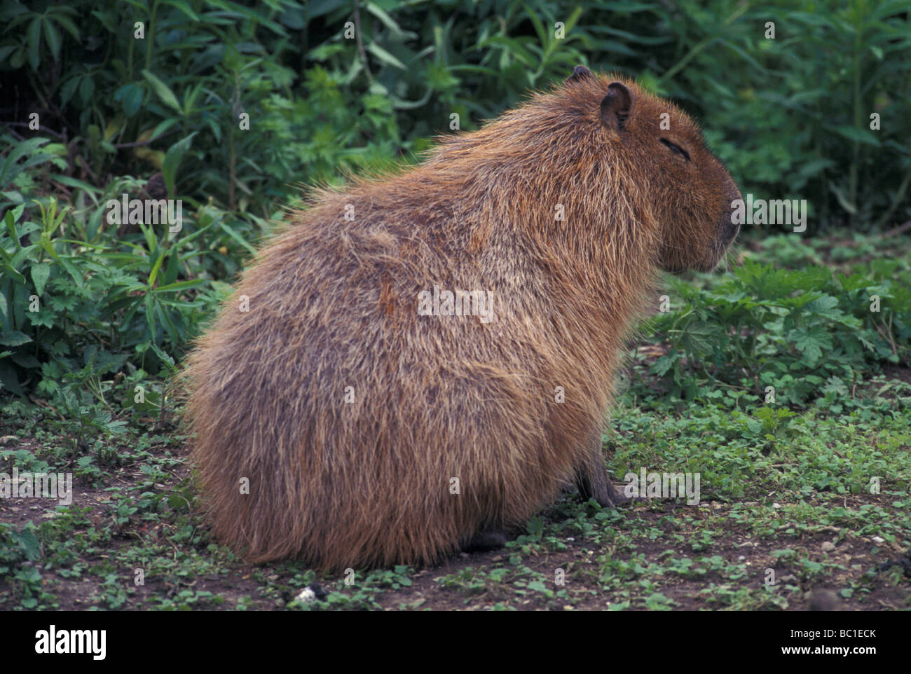 Non 1276858 CAPIBARA Hydrochoerus hydrochaeris vivente più grande ...