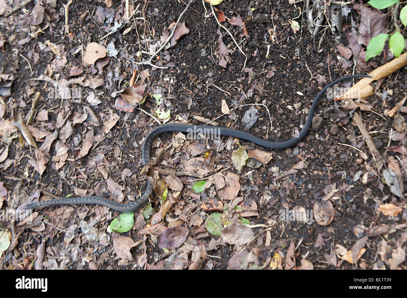 Serpente innocuo immagini e fotografie stock ad alta risoluzione - Alamy