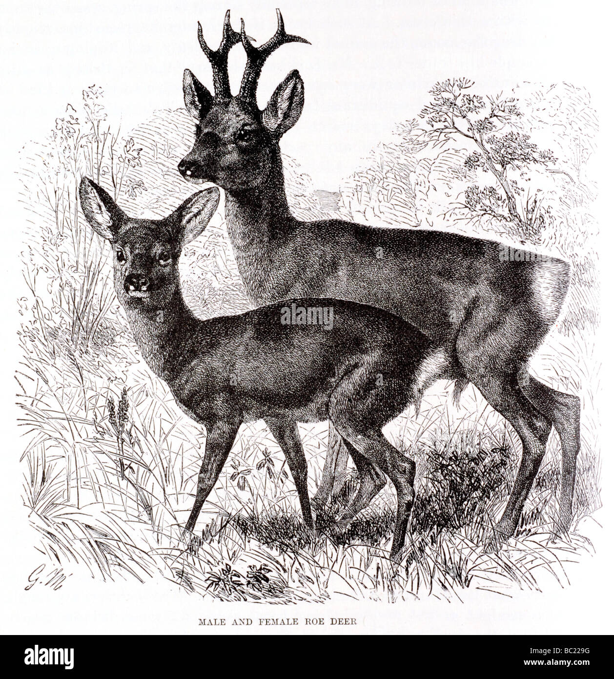 Capriolo disegno immagini e fotografie stock ad alta risoluzione - Alamy