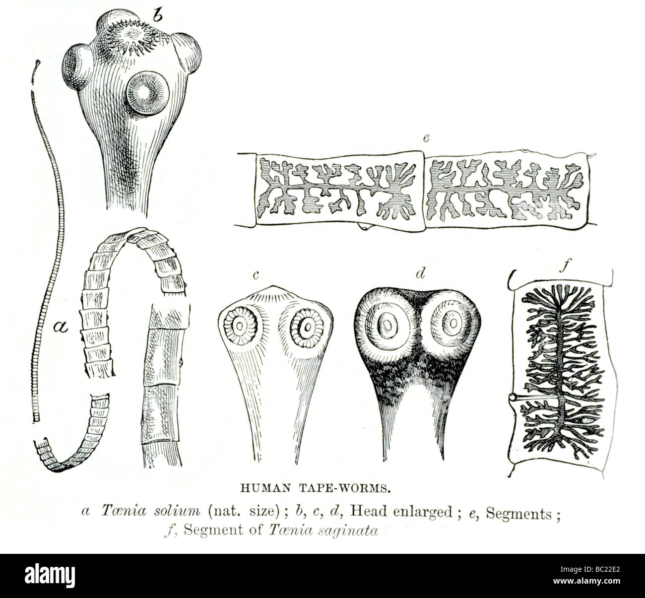 Tenia saginata umana immagini e fotografie stock ad alta risoluzione ...