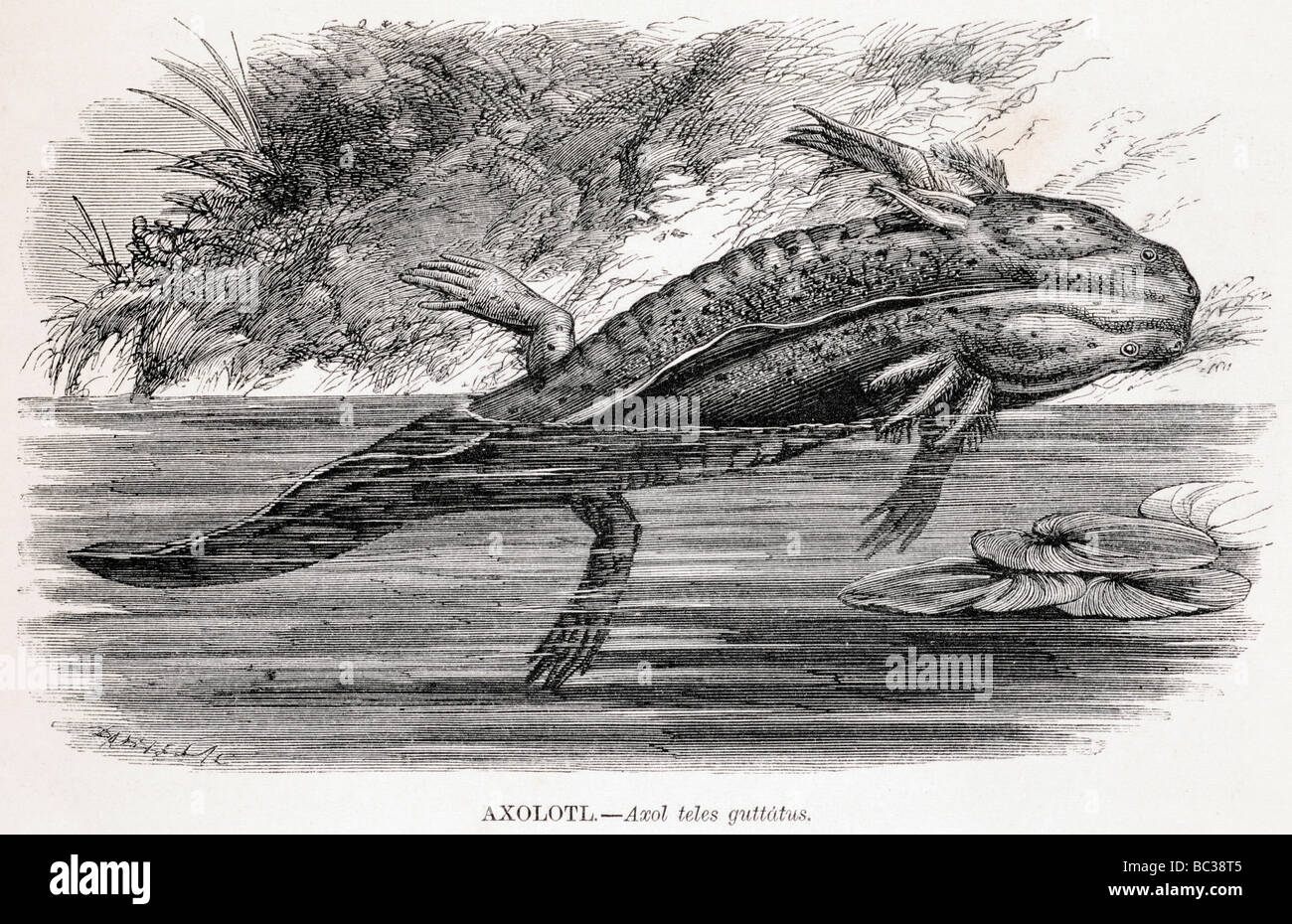 Axolotl messicano immagini e fotografie stock ad alta risoluzione - Alamy
