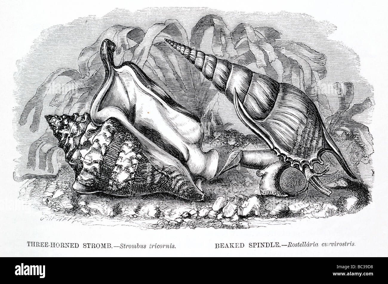 Stromb shell immagini e fotografie stock ad alta risoluzione - Alamy