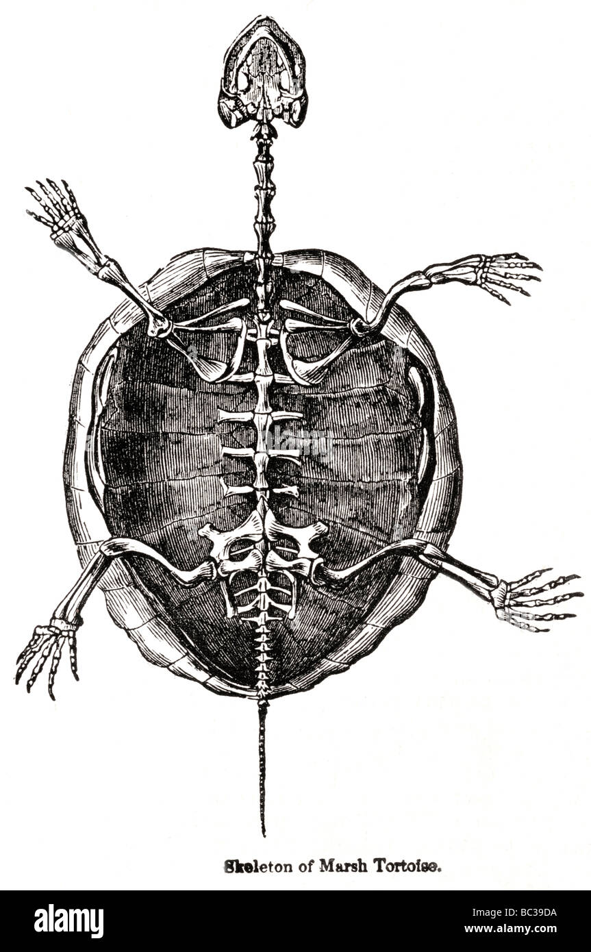 Scheletro di tartaruga immagini e fotografie stock ad alta risoluzione ...
