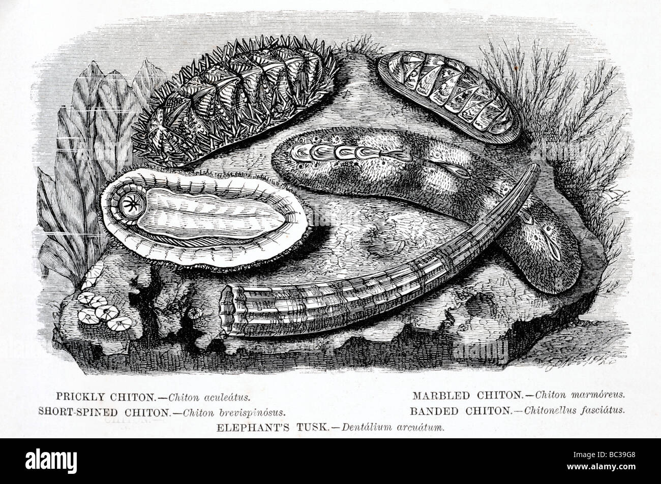 Fico d'india in marmo chiton chiton breve spined chiton chiton nastrati ...