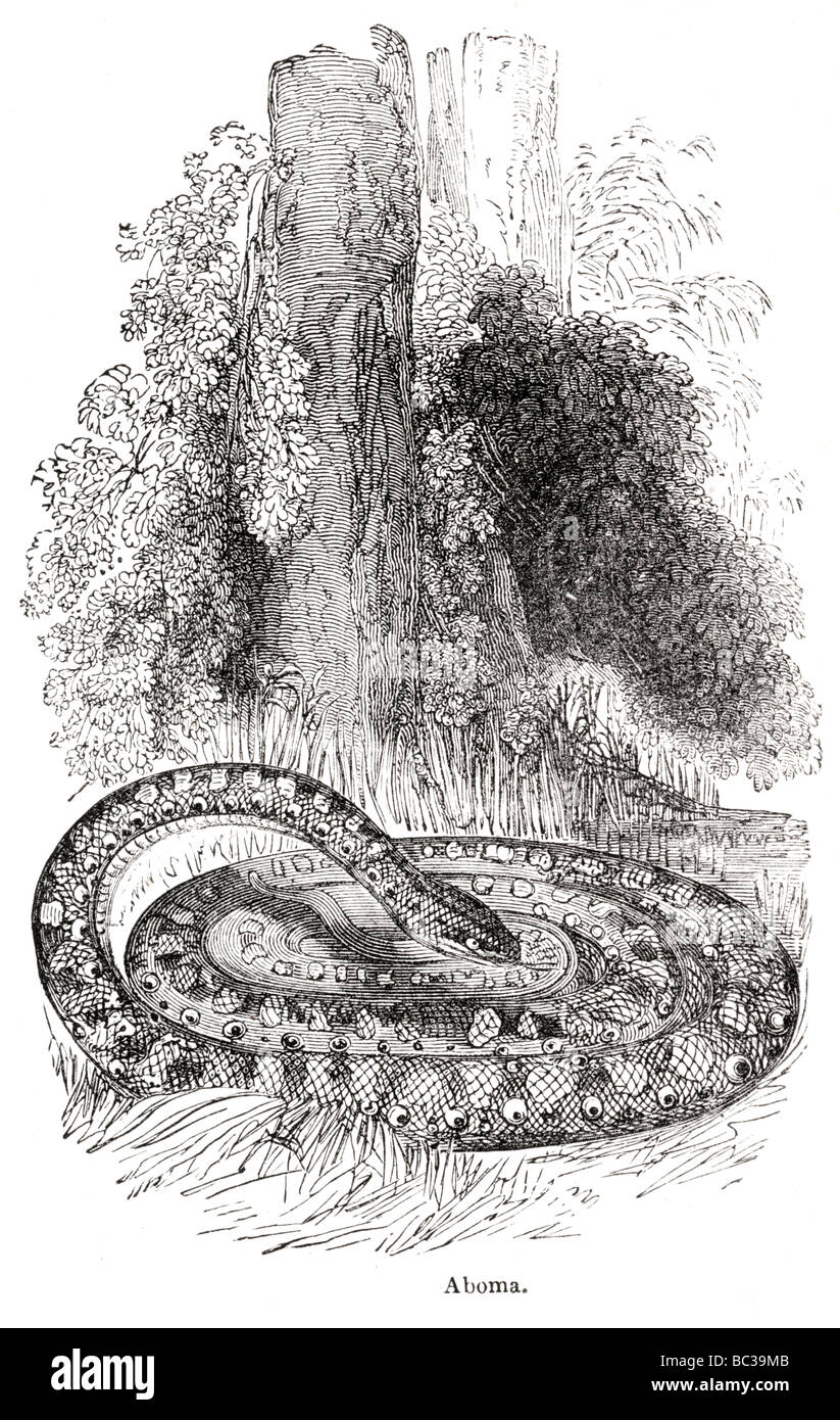 Aboma serpente immagini e fotografie stock ad alta risoluzione - Alamy