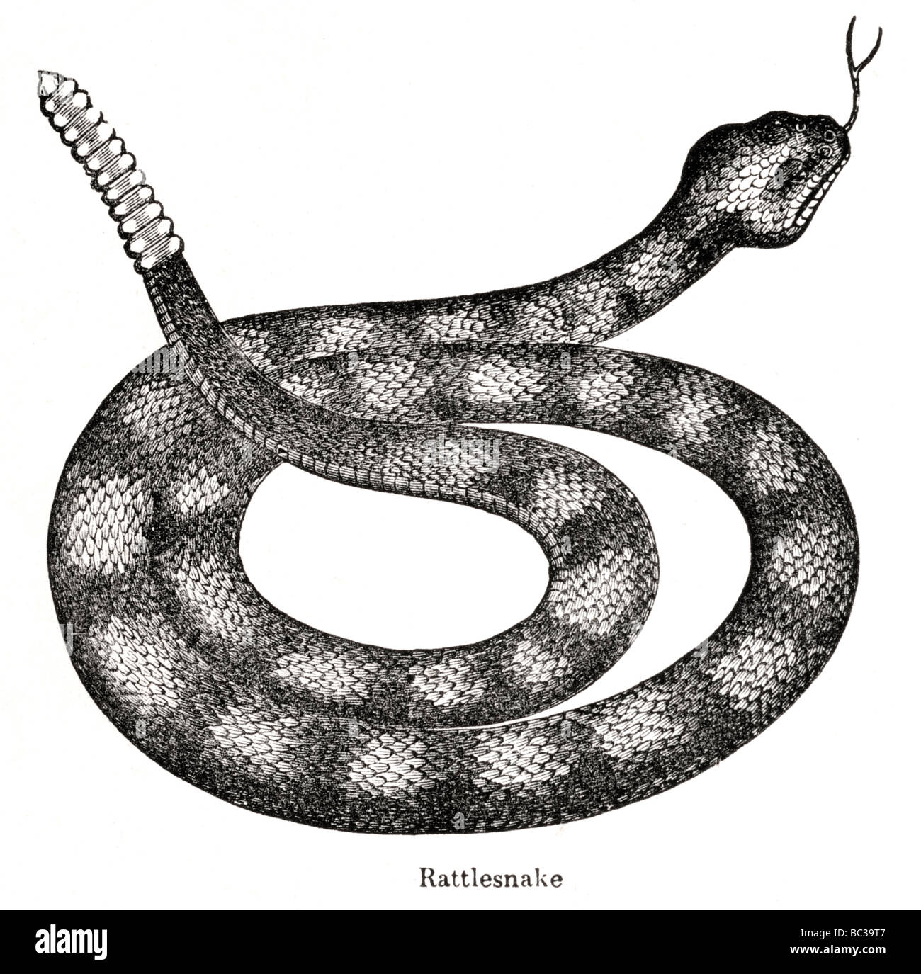 Disegno serpente a sonagli immagini e fotografie stock ad alta ...
