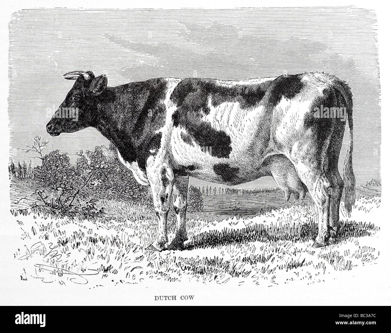 Disegno mucca Immagini senza sfondo e Foto Stock ritagliate - Alamy