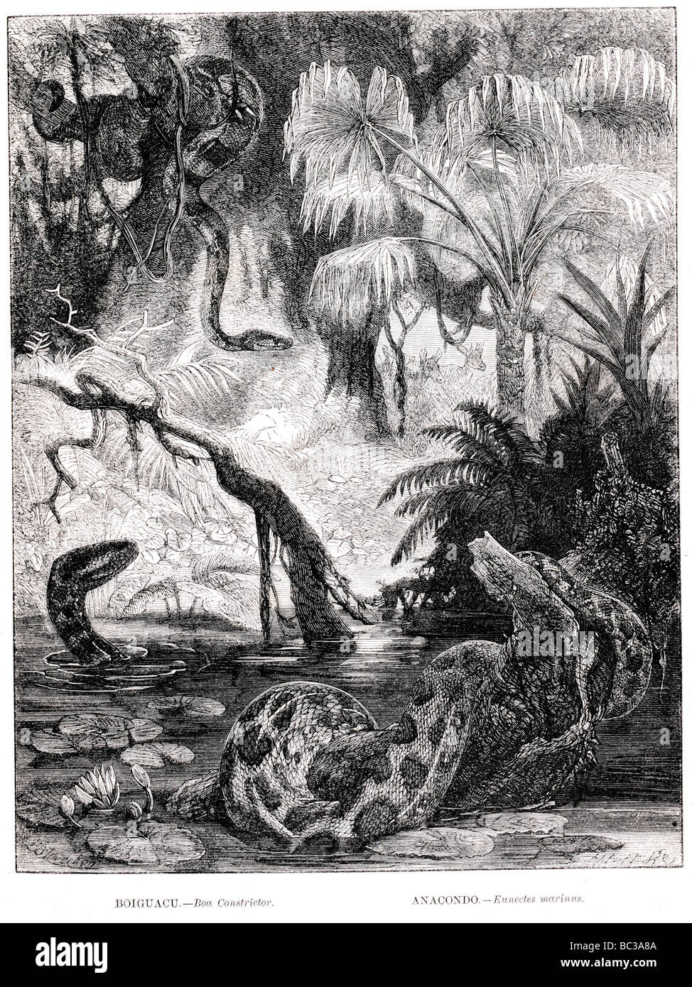 Boiguaca Boa constrictor anacondo eunectes marinus serpenti snake ...