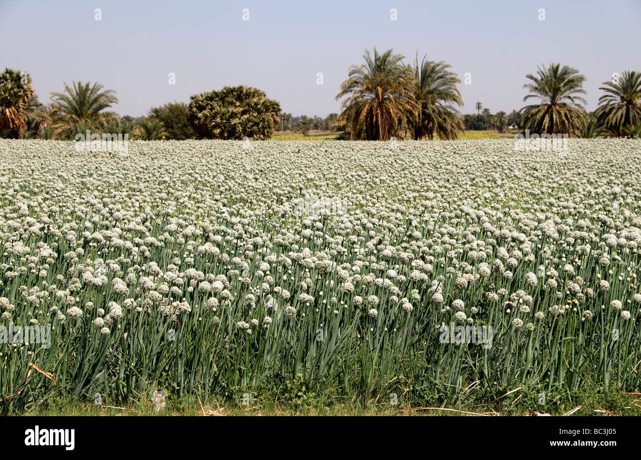 Nile river egypt immagini e fotografie stock ad alta risoluzione - Alamy