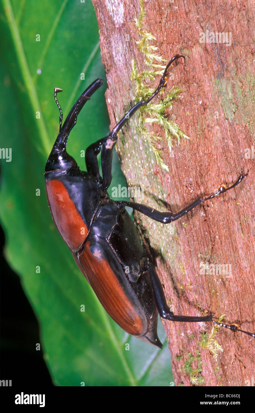 Macrochirus praetor immagini e fotografie stock ad alta risoluzione - Alamy