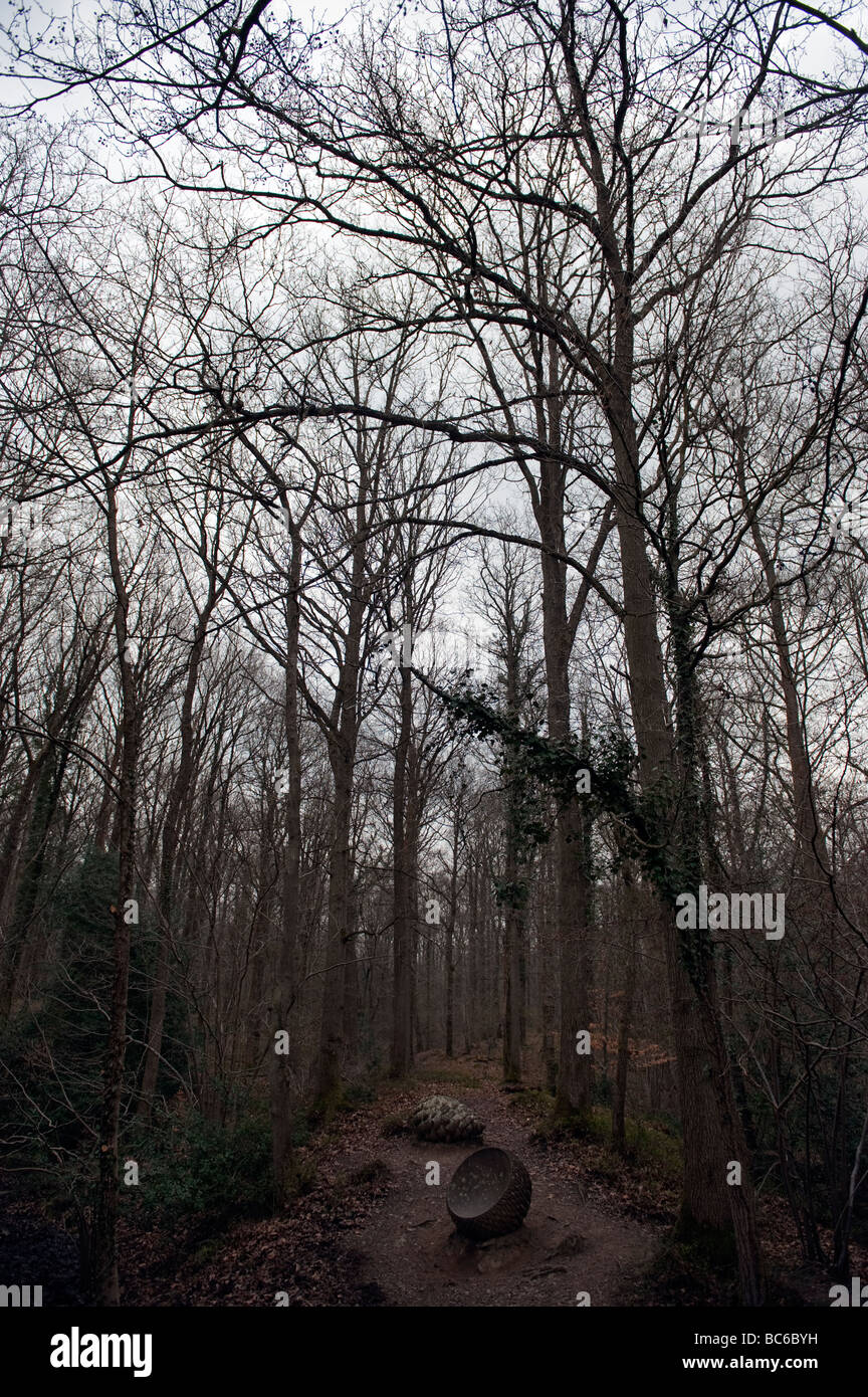 Bosco o foresta immagini e fotografie stock ad alta risoluzione - Alamy