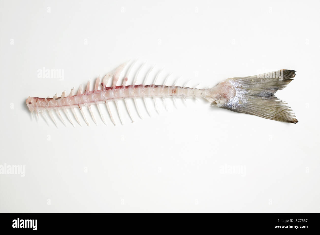 Ossa di pesce immagini e fotografie stock ad alta risoluzione - Alamy