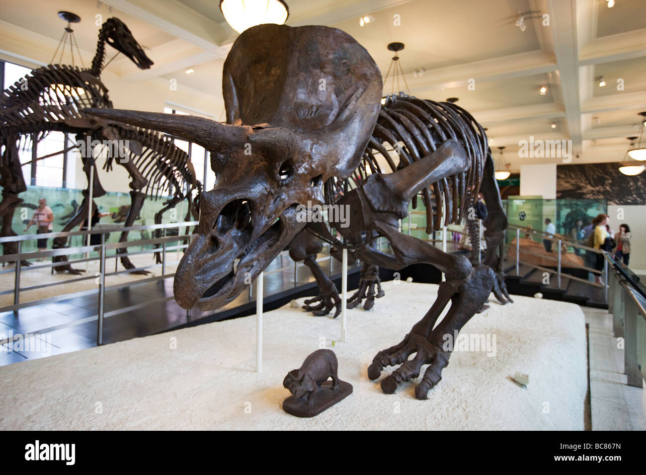 Amnh interiors immagini e fotografie stock ad alta risoluzione - Alamy