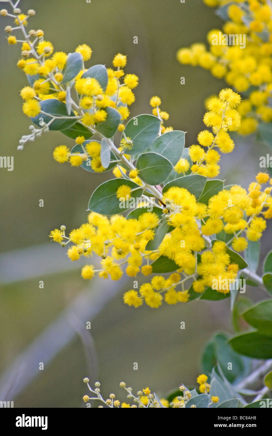 Albero di acacia immagini e fotografie stock ad alta risoluzione - Alamy