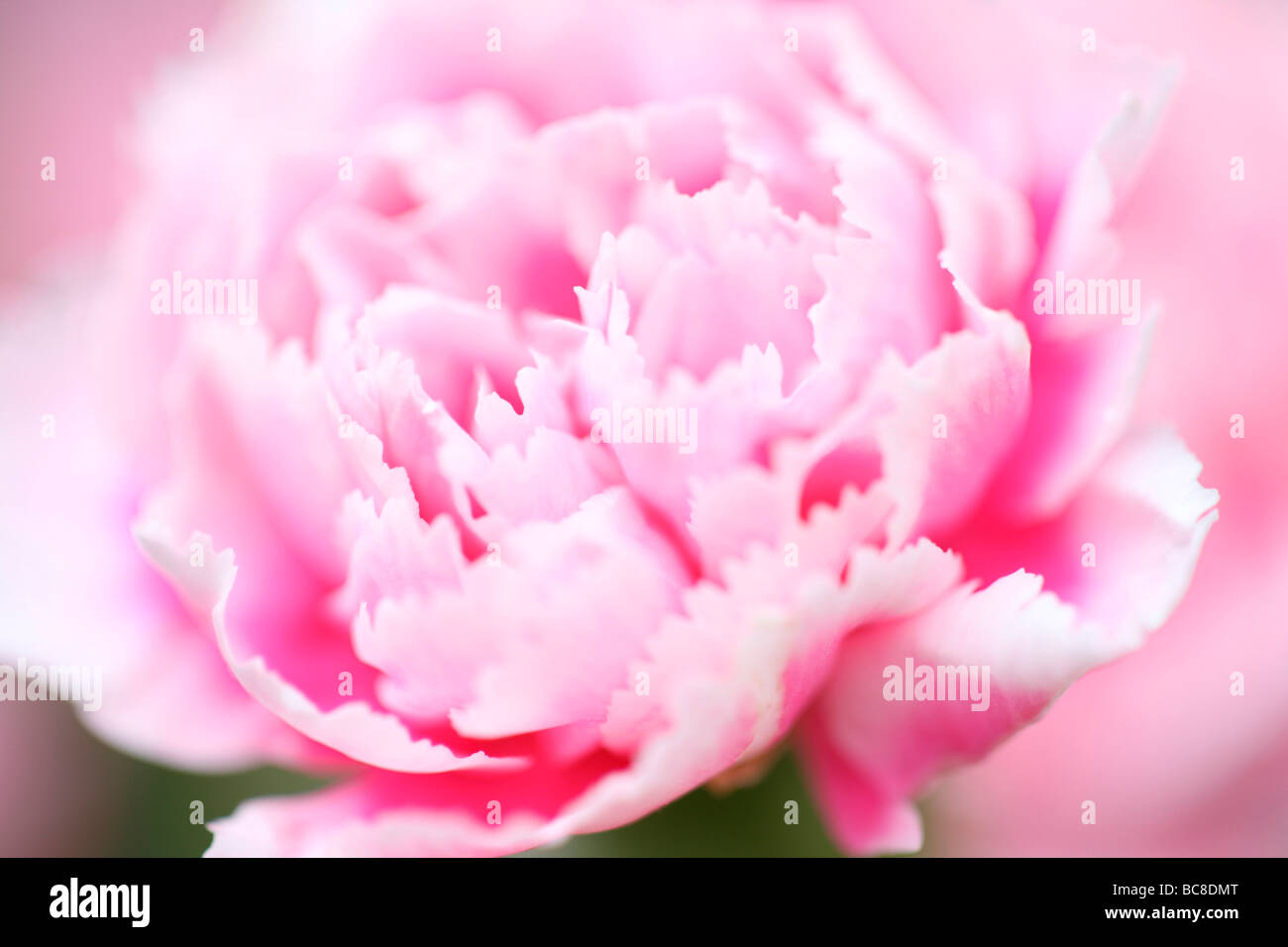 Garofano spray immagini e fotografie stock ad alta risoluzione - Alamy