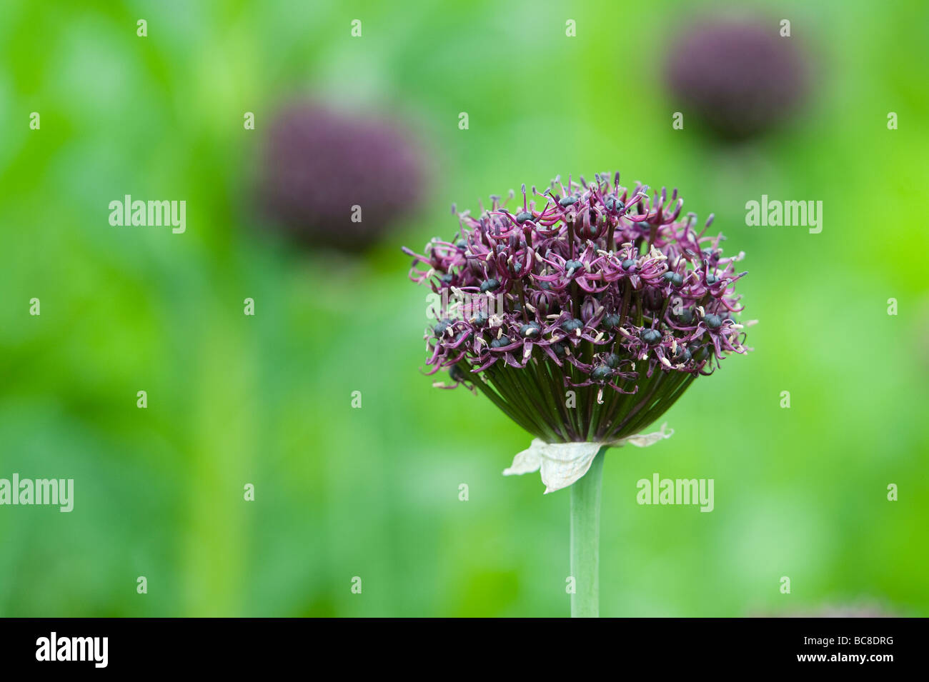 Fiore della fioritura della cipolla immagini e fotografie stock ad alta ...