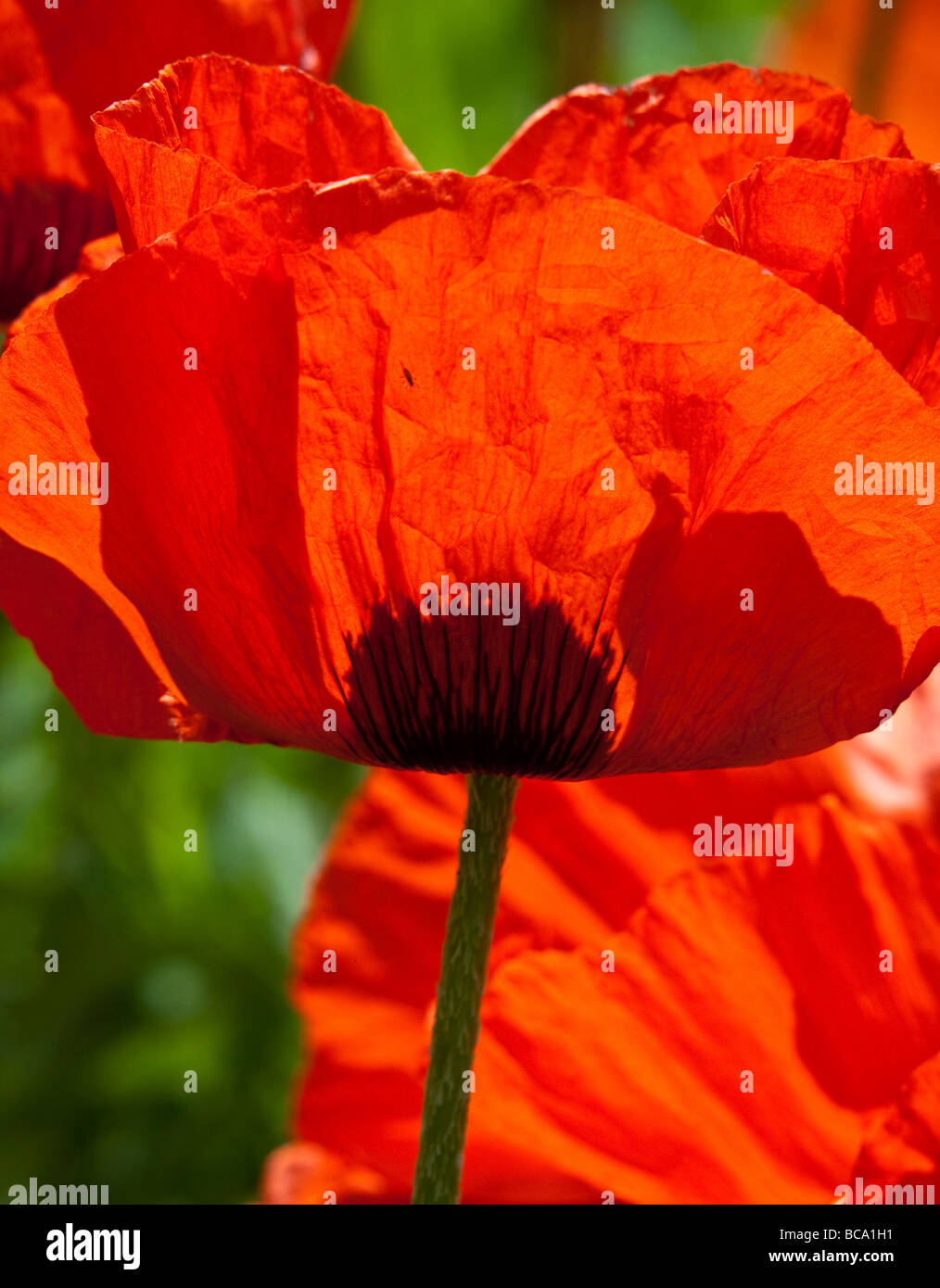 Papavero orientale immagini e fotografie stock ad alta risoluzione - Alamy